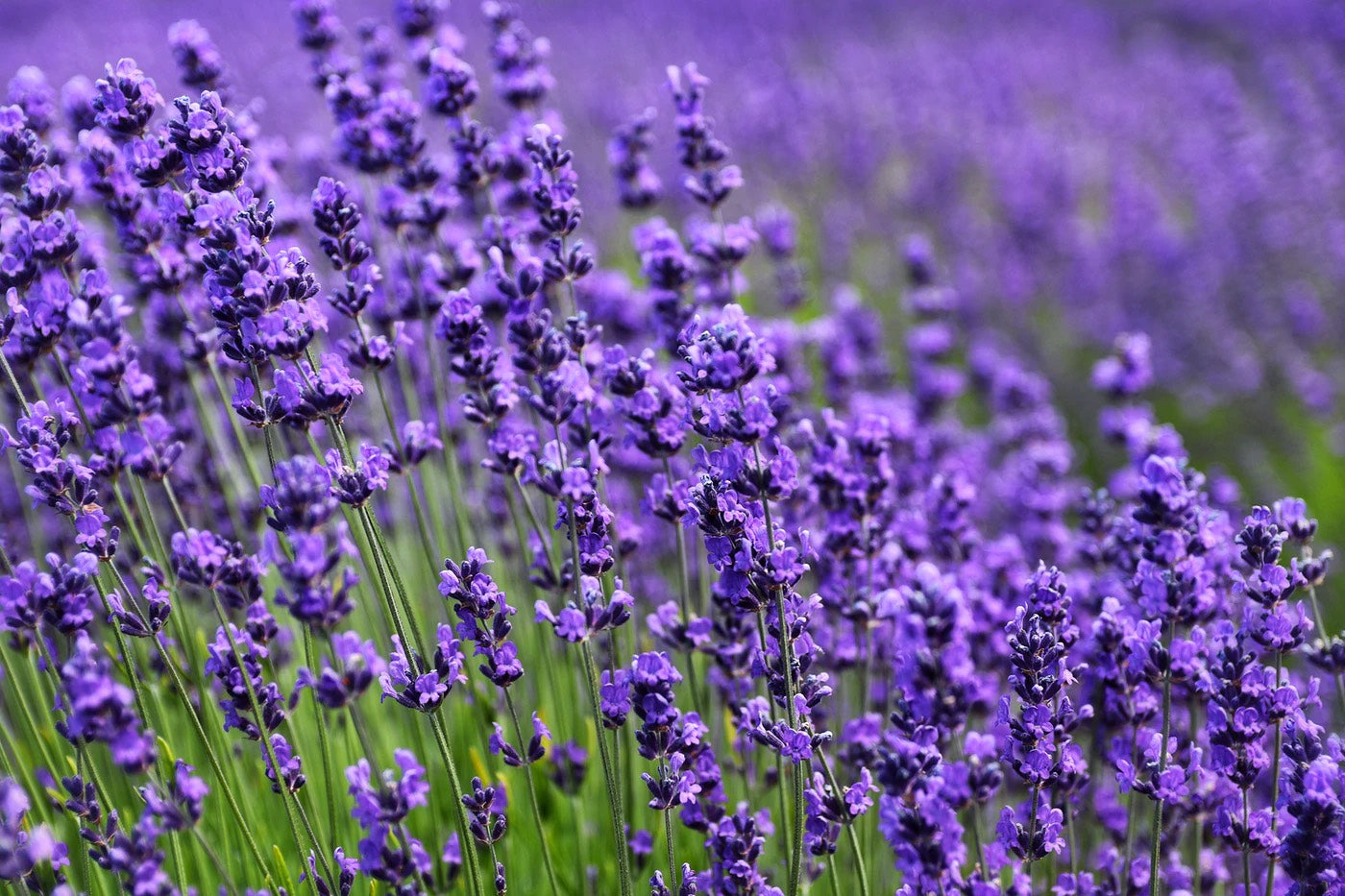 BreastForm - Lavender – DR.BREAST